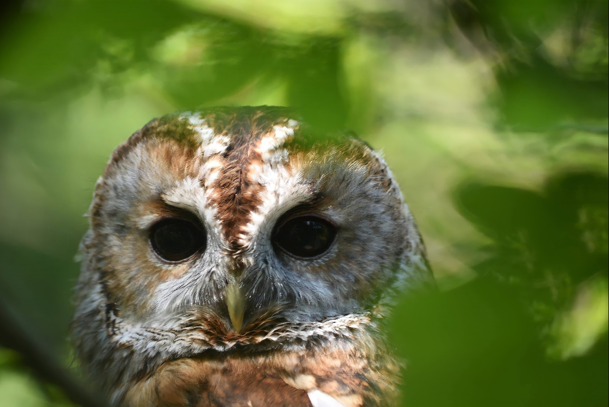 Home - The Owl Experience