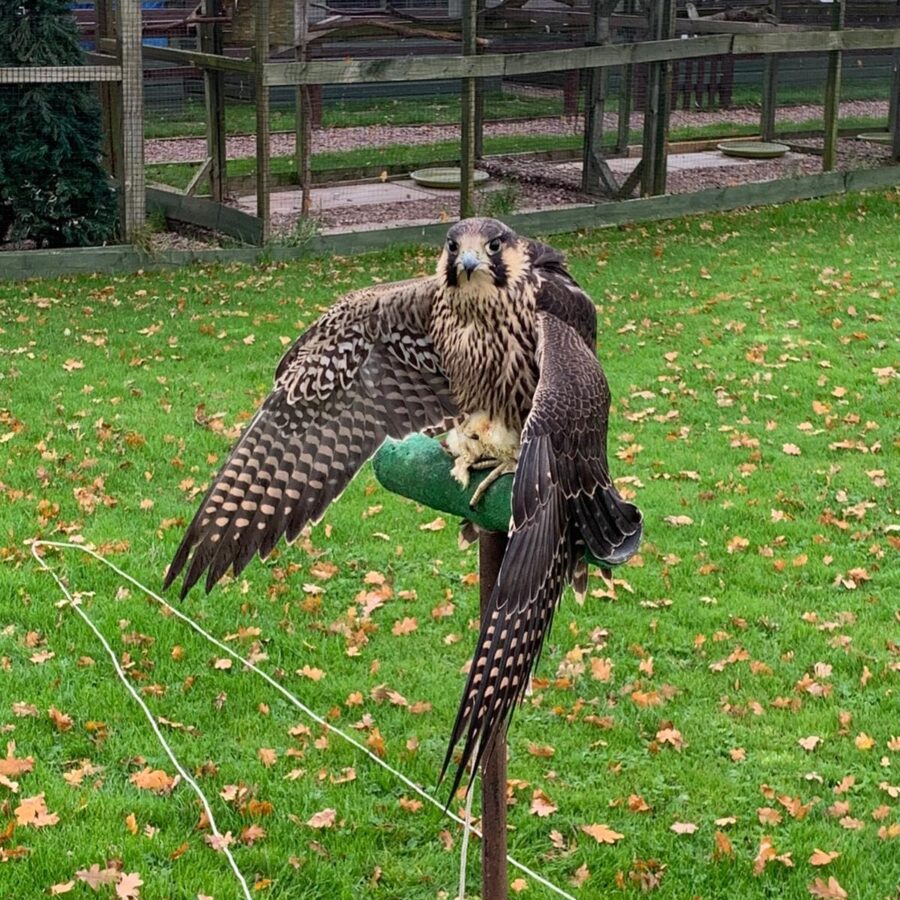 Our Story - The Owl Experience