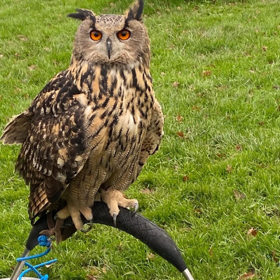 Our Story - The Owl Experience