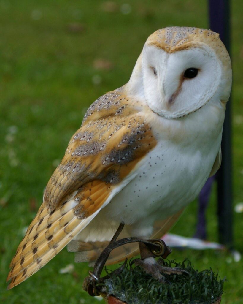 Meet the Birds - The Owl Experience